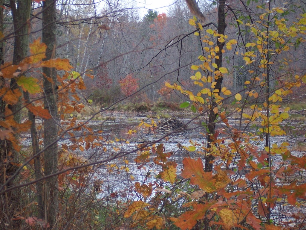 Mike's Hikes: Ice Age Trail - Firth Lake & Harwood Lakes